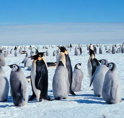 25 Cool Facts about Penguins - Curiosity Aroused