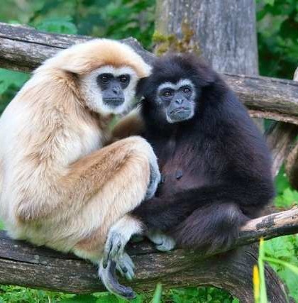 10 Monogamous Animals That Mate For Life - Curiosity Aroused