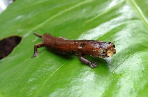 10 Bizarre Animals – Weird Recently Discovered Creatures - Curiosity ...